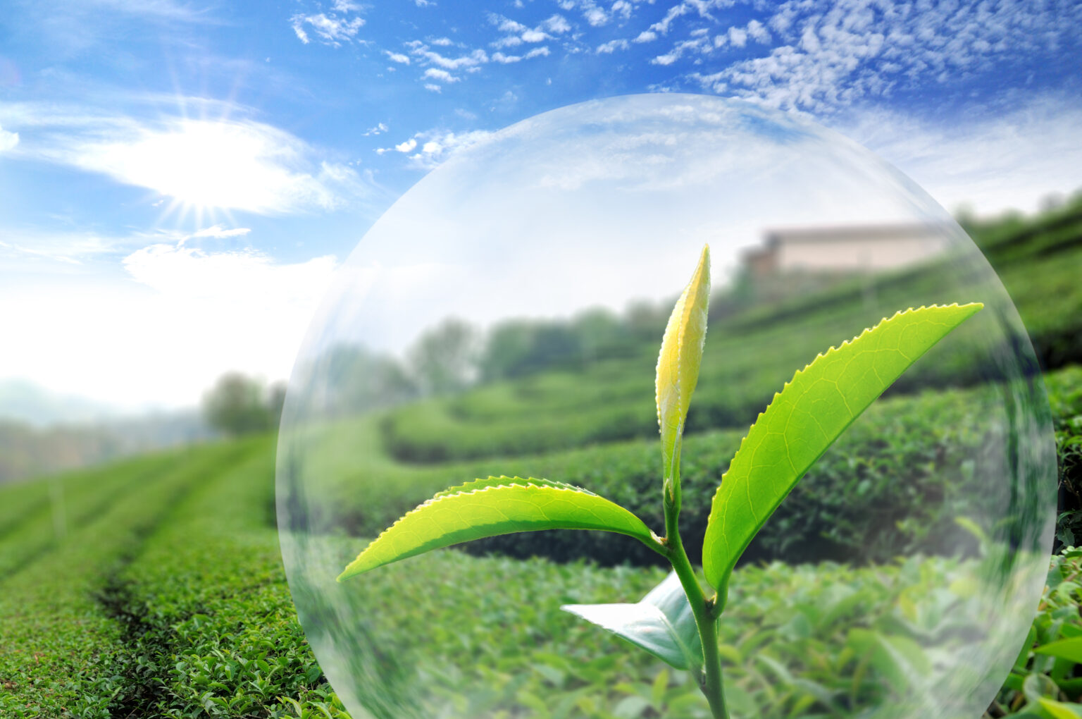 Crop protection (fungi, nematodes) – Gulliver Biomed